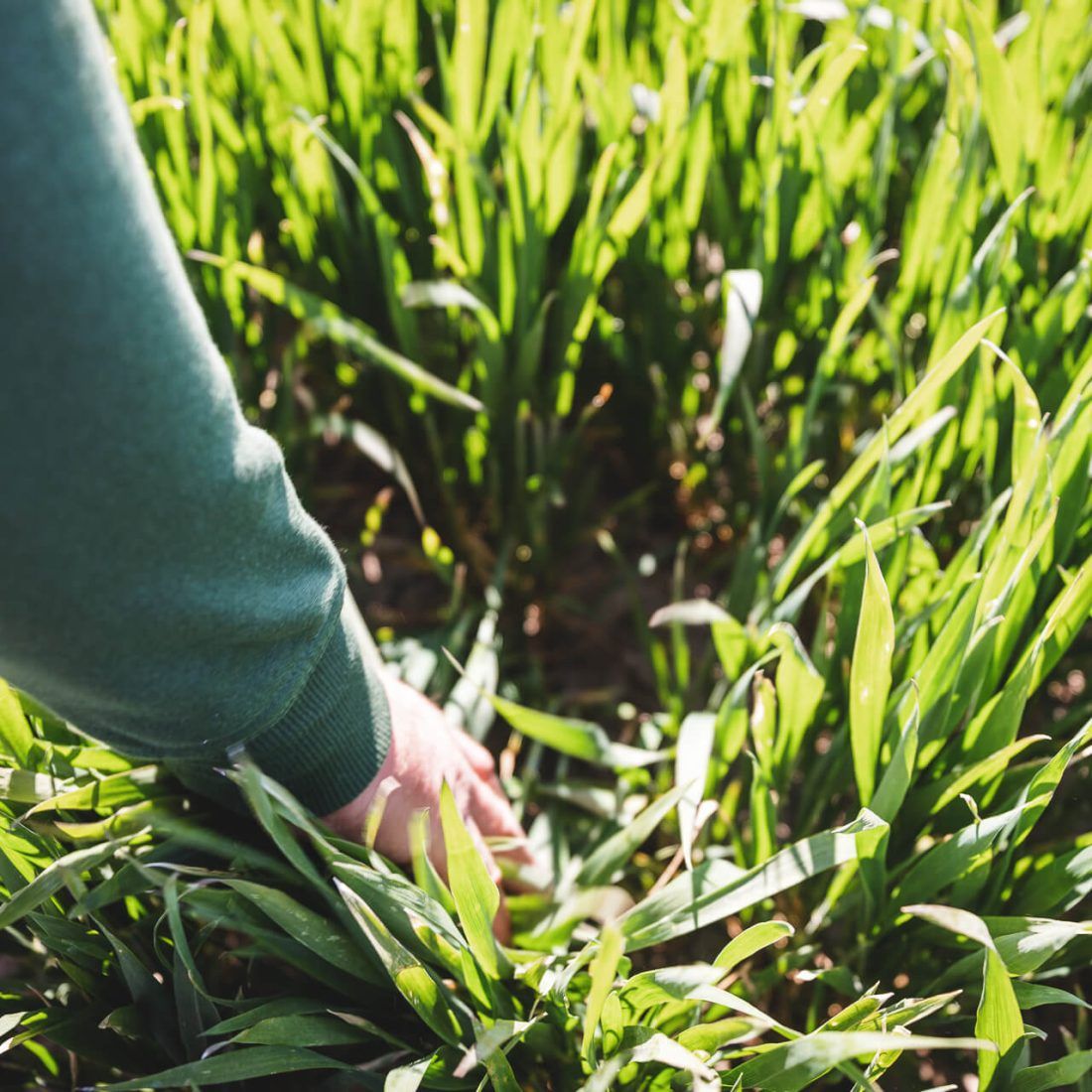 Agrokoncernas - Agrokoncernas
